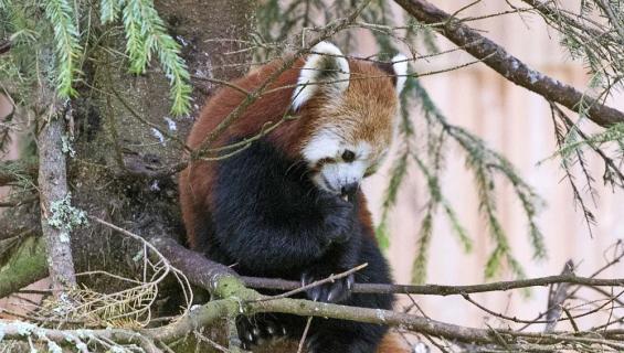 pikkupanda - Uutiset | Seiska